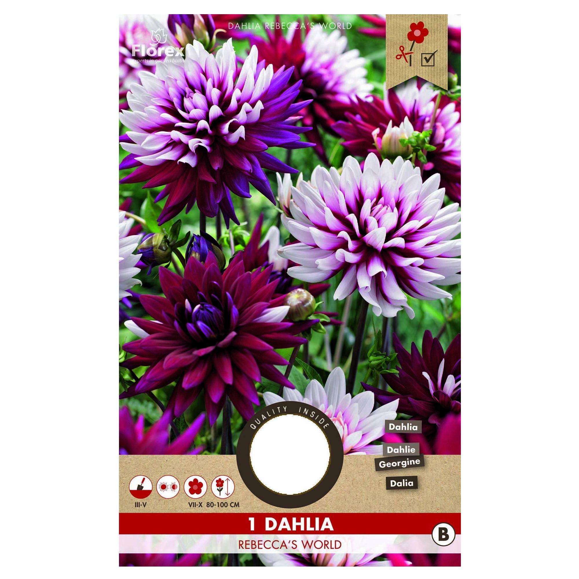 Bulb dalie Rebecca's World, multicolora