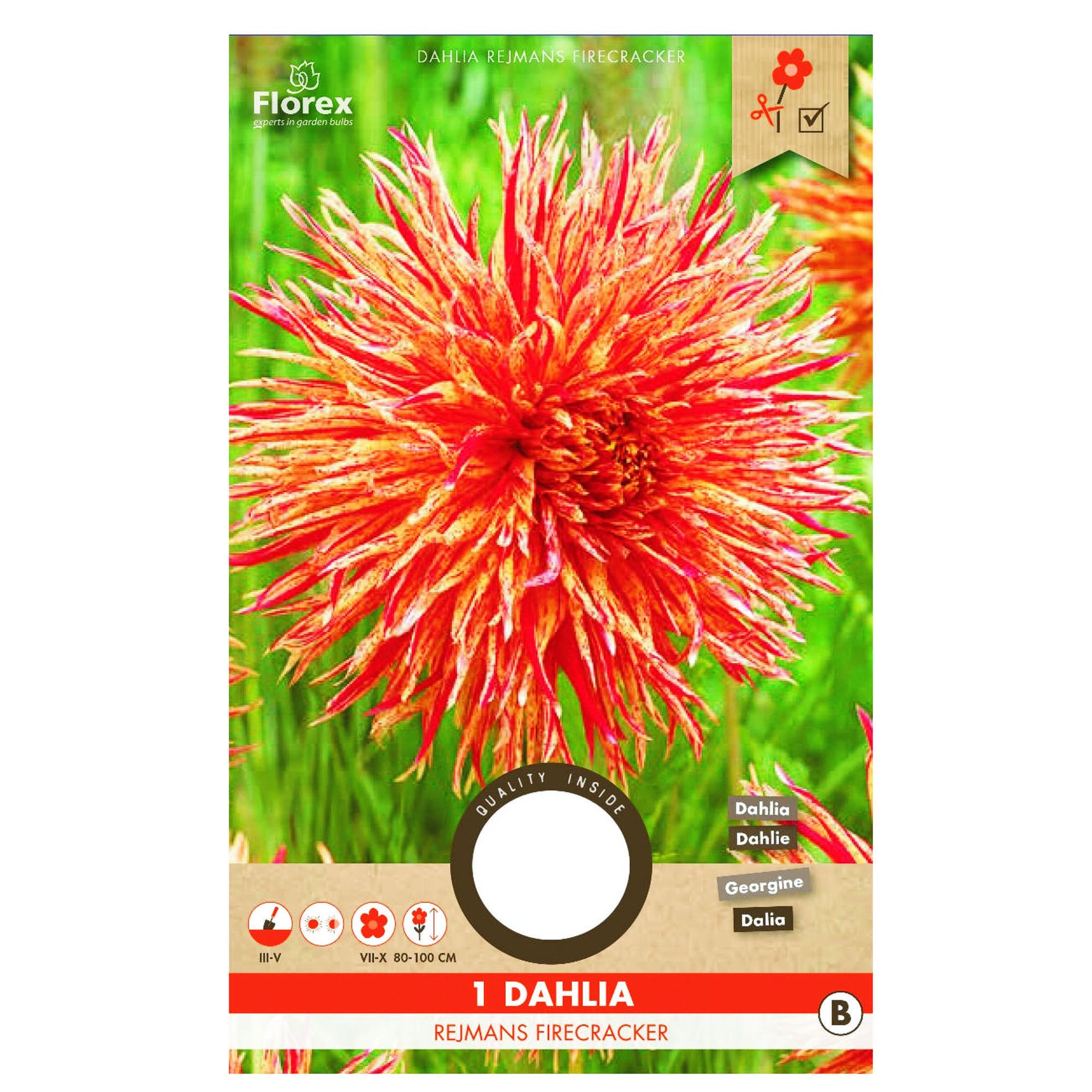 Bulb dalie Sparkler, portocalie