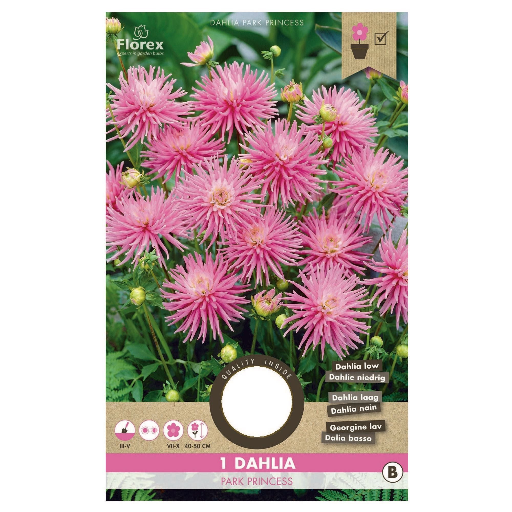 Bulb dalie Park Princess, roz