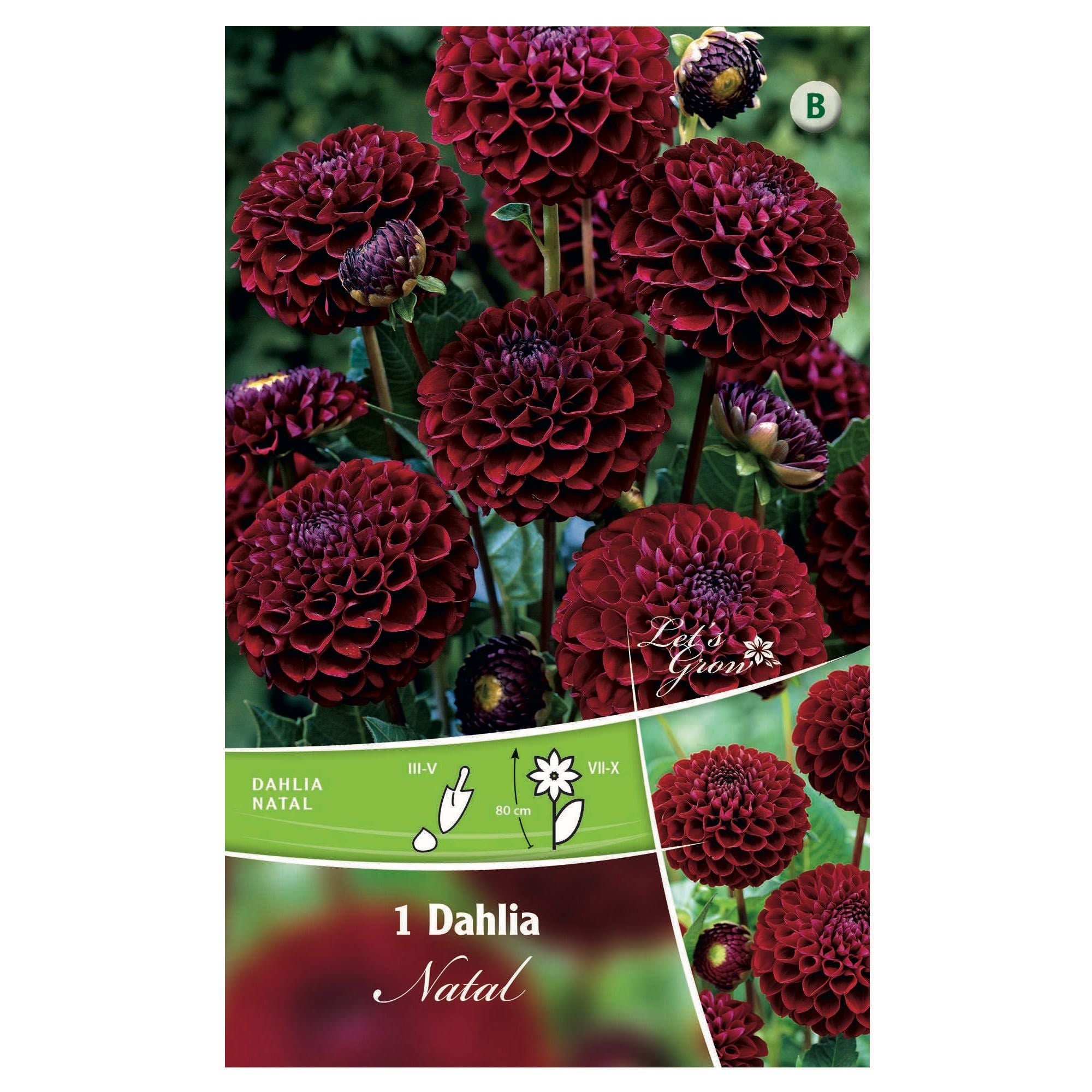 Bulb dalie Natal, rosie