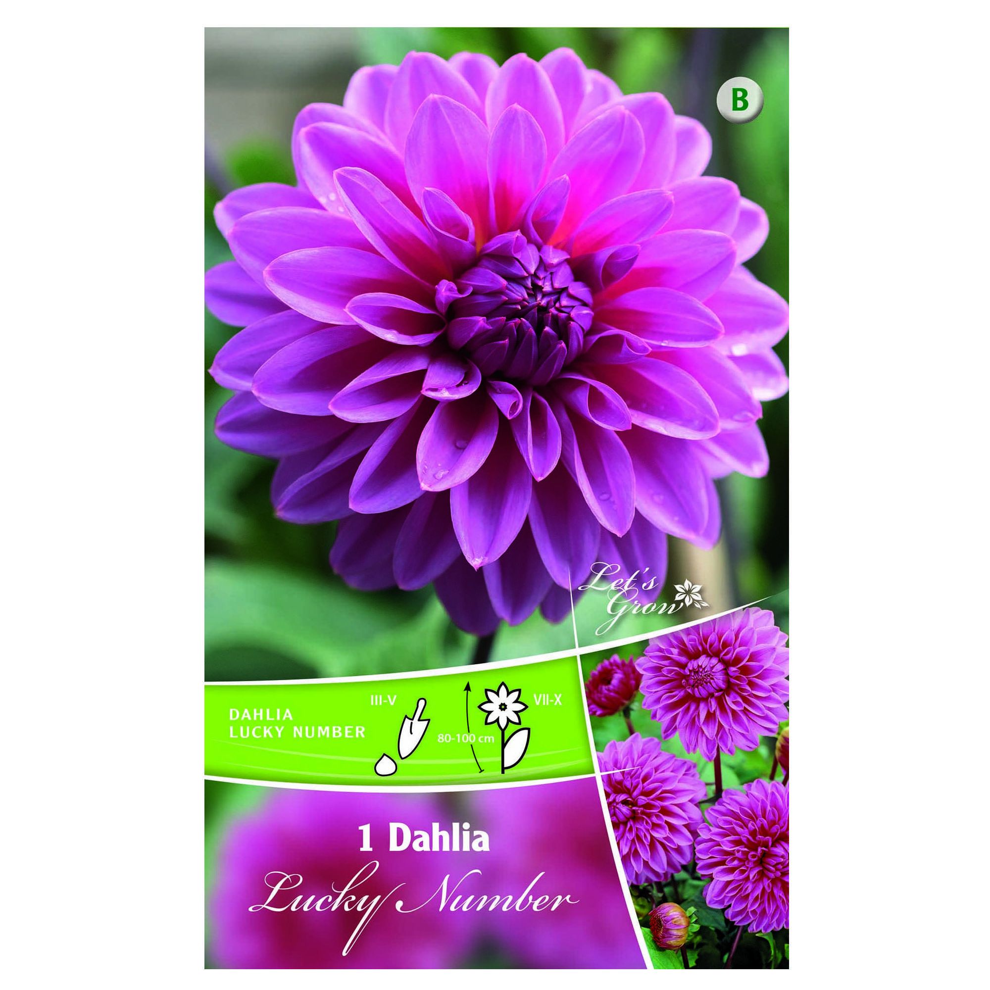 Bulb dalie Lucky Number, roz