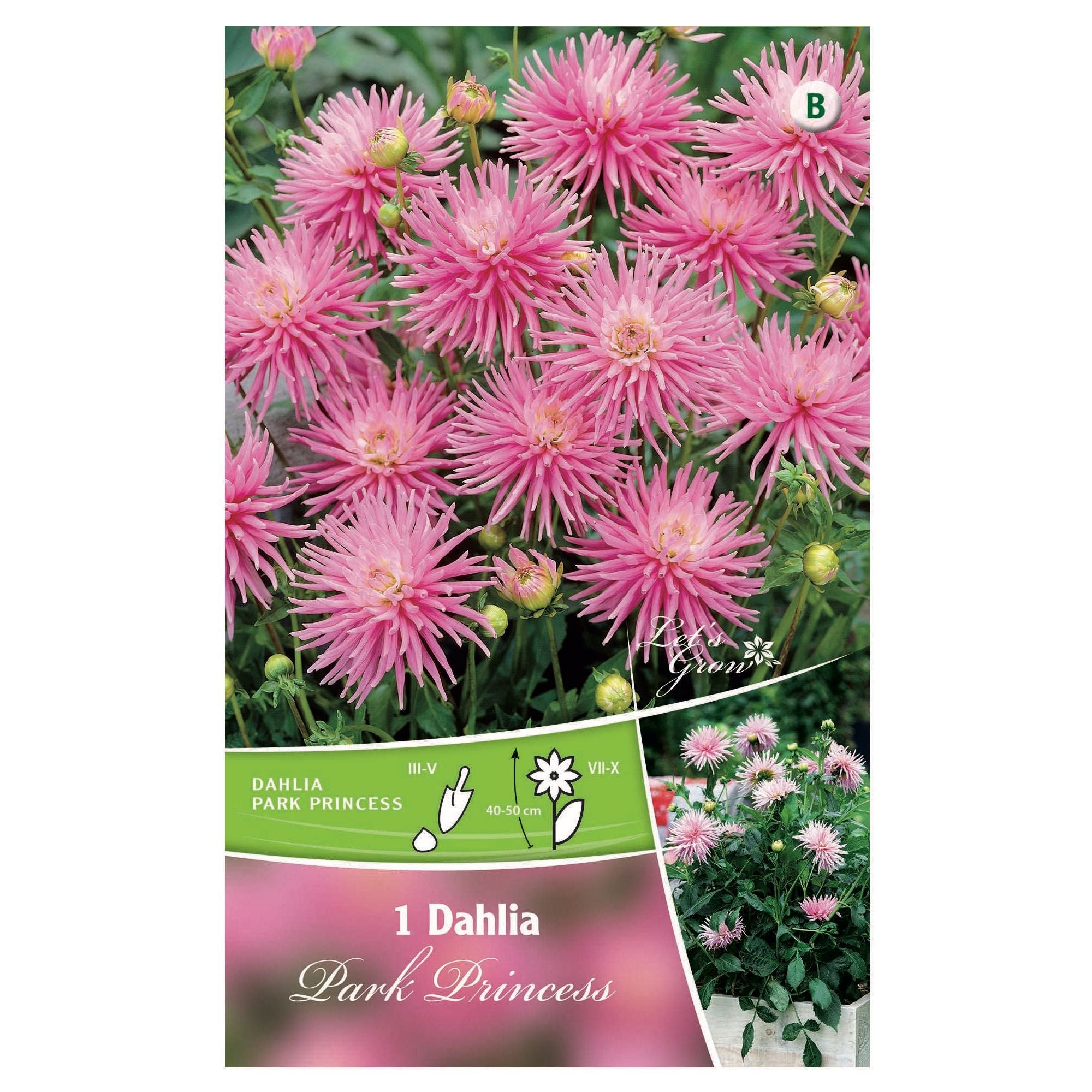 Bulb dalie Park Princess, roz