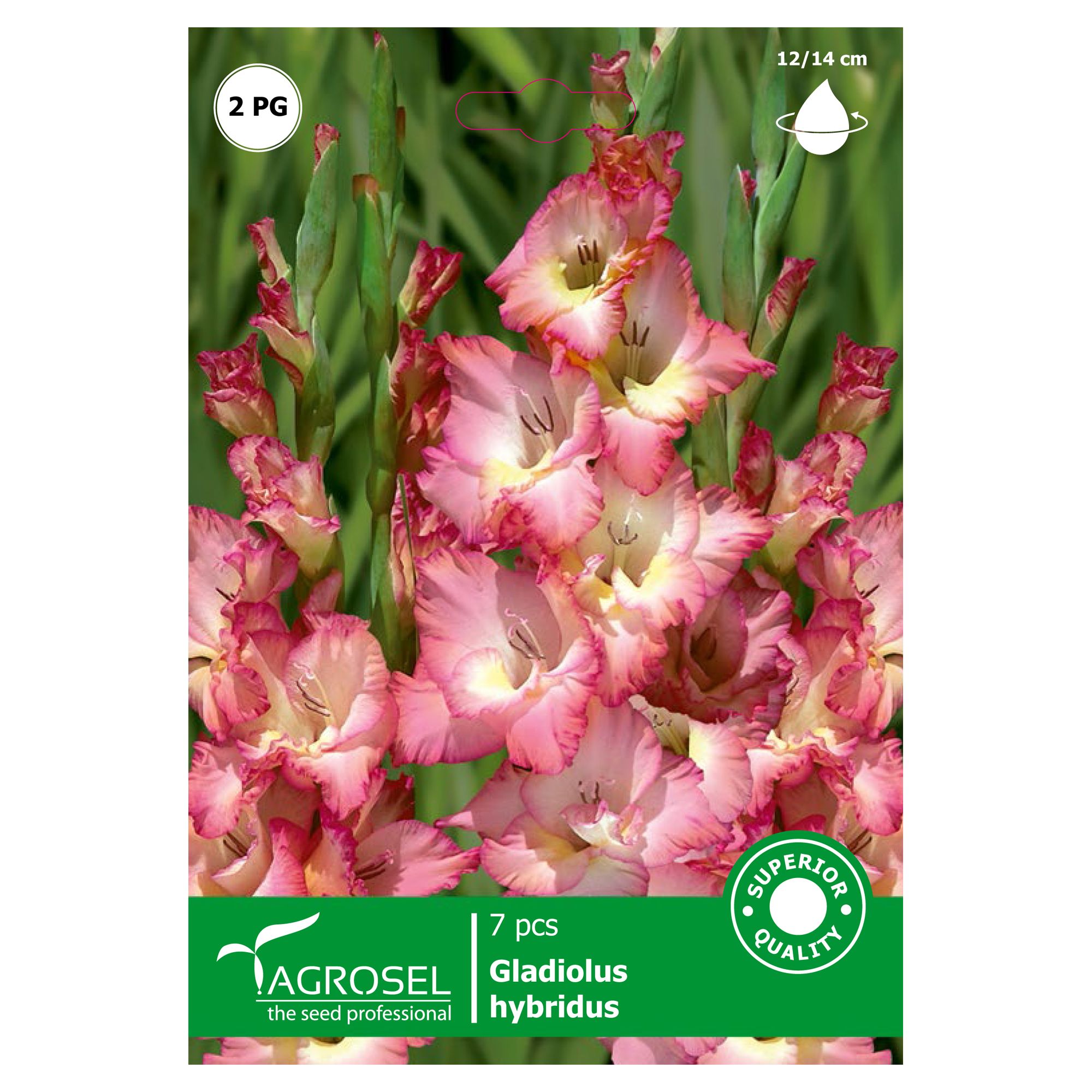 Bulbi gladiole Agrosel, alb/roz (7 buc)