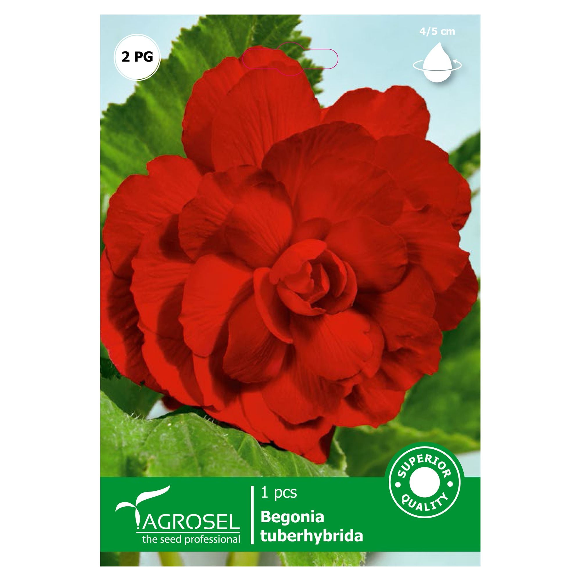 Bulb begonia Agrosel, rosie