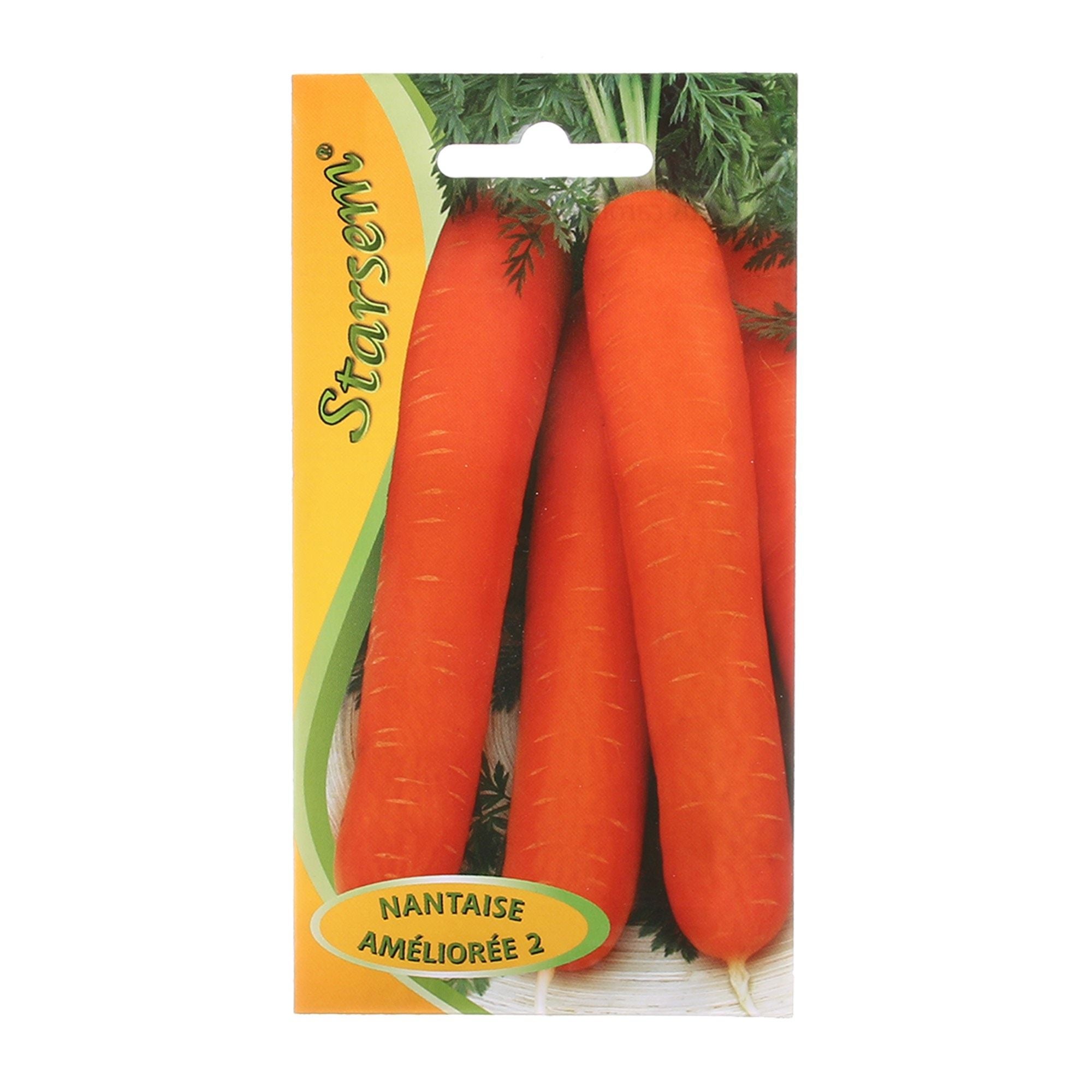 Seminte legume, morcov Nantaise Amelioree, Starsem
