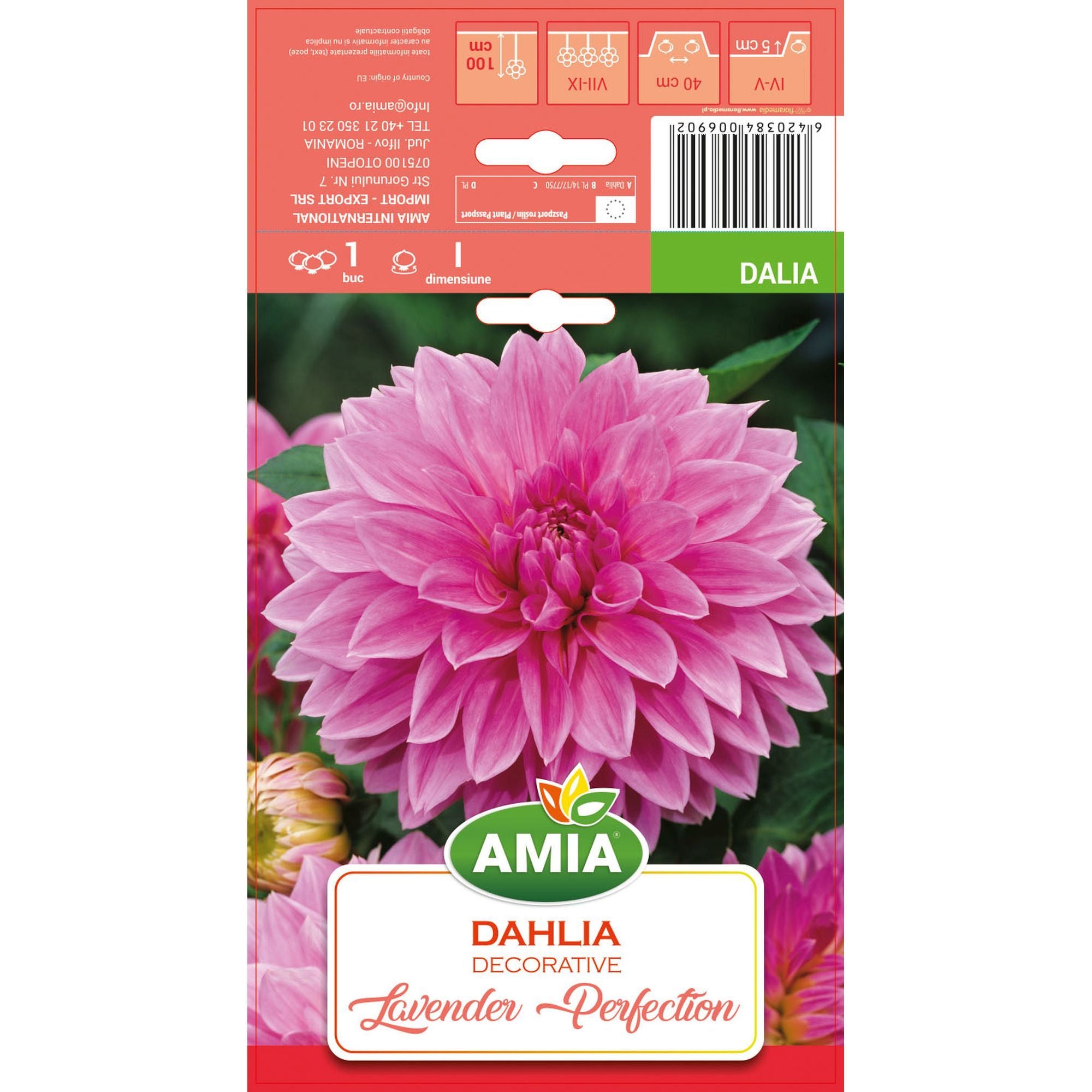 Bulb dalie Amia, diverse culori