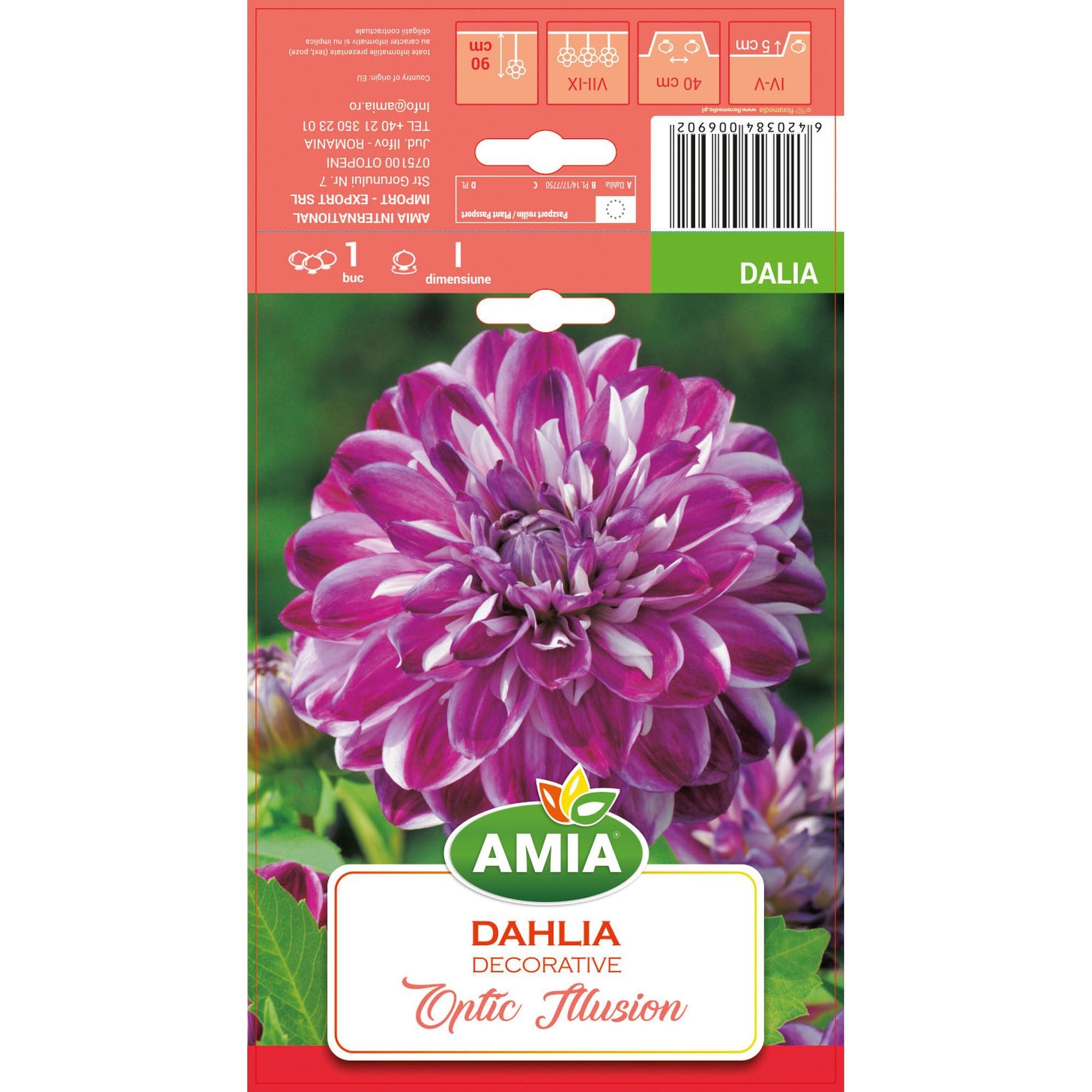 Bulb dalie Amia, diverse culori