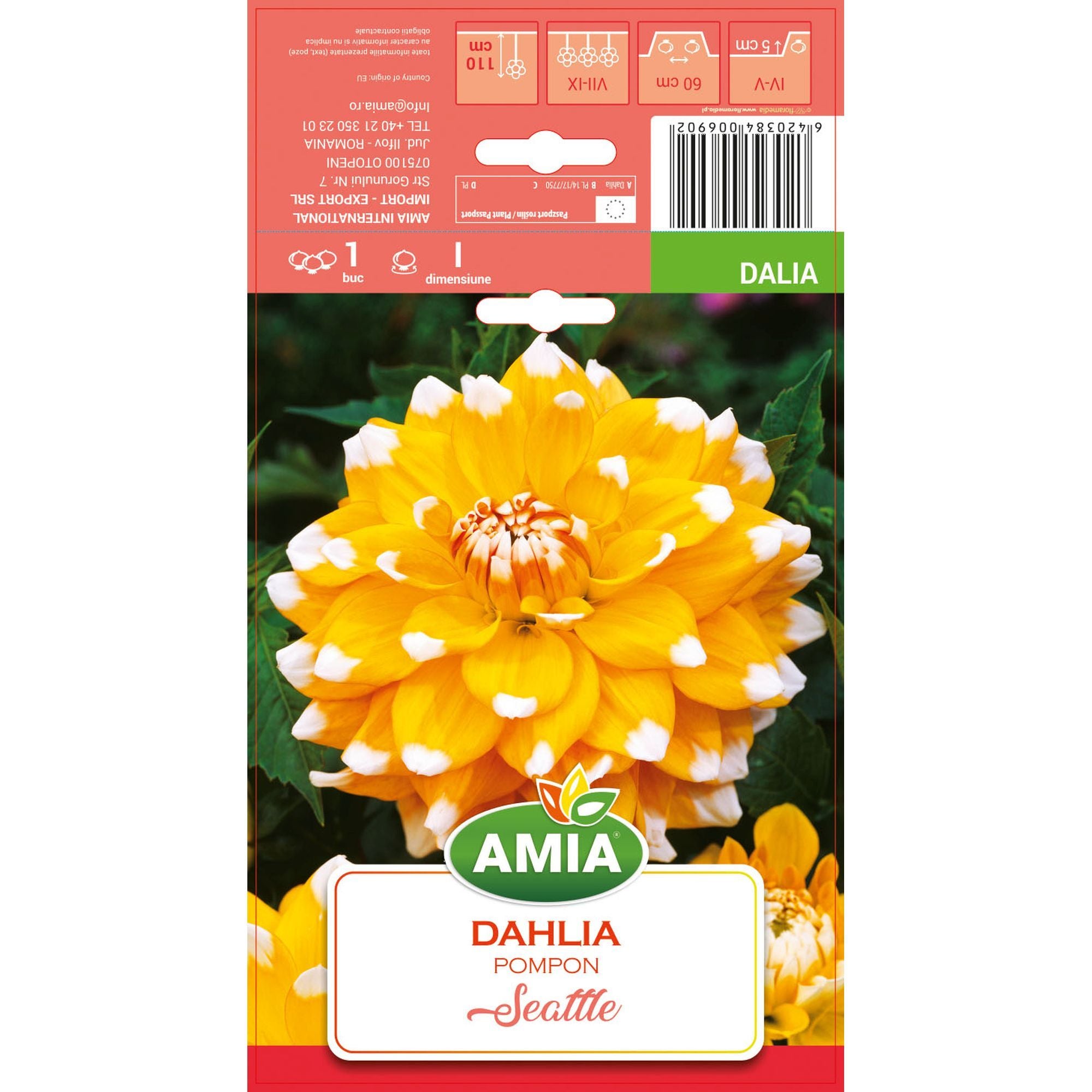 Bulb dalie Amia, diverse culori