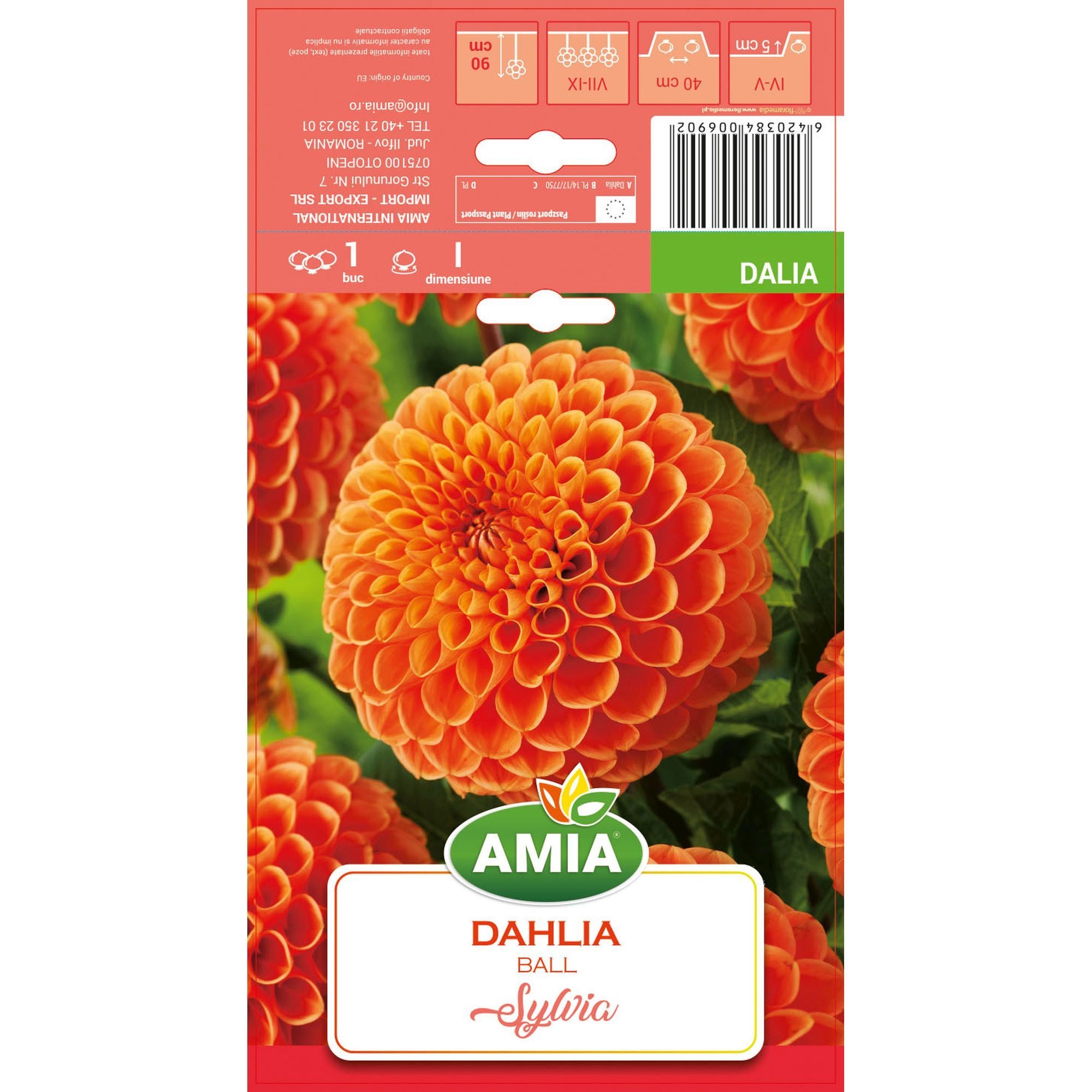 Bulb dalie Amia, diverse culori