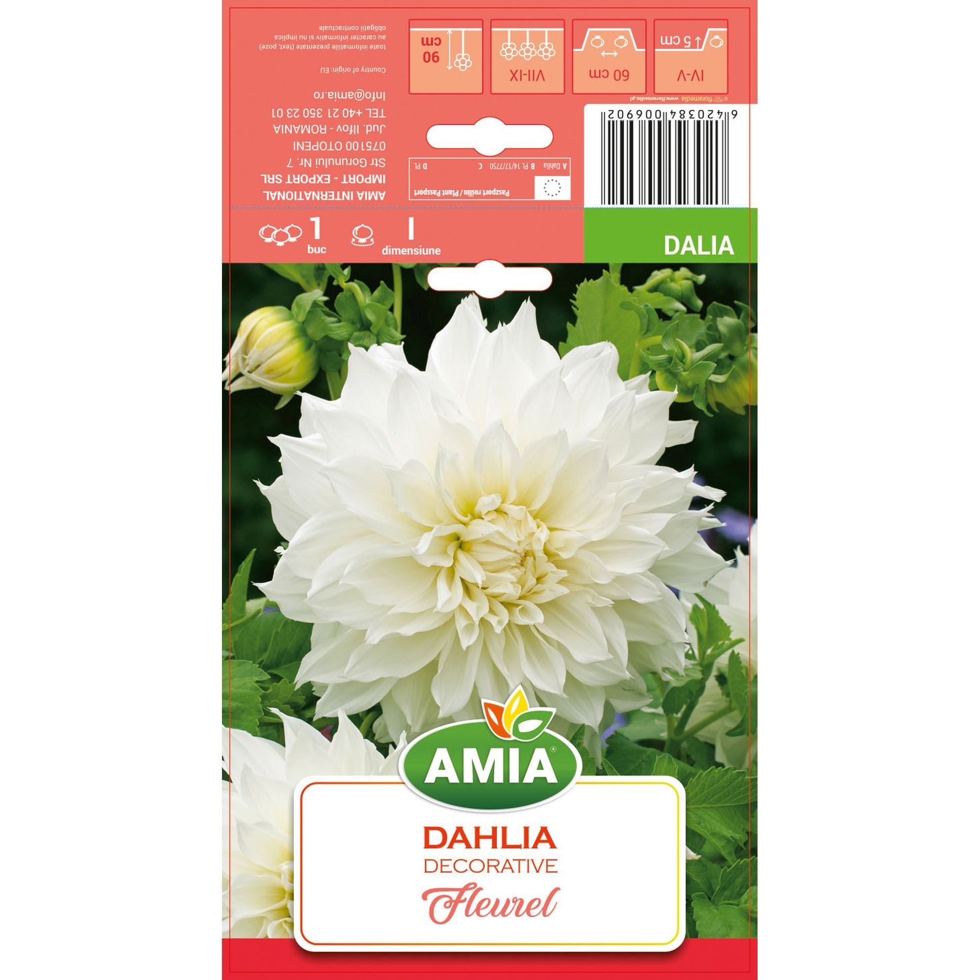 Bulb dalie Amia, diverse culori