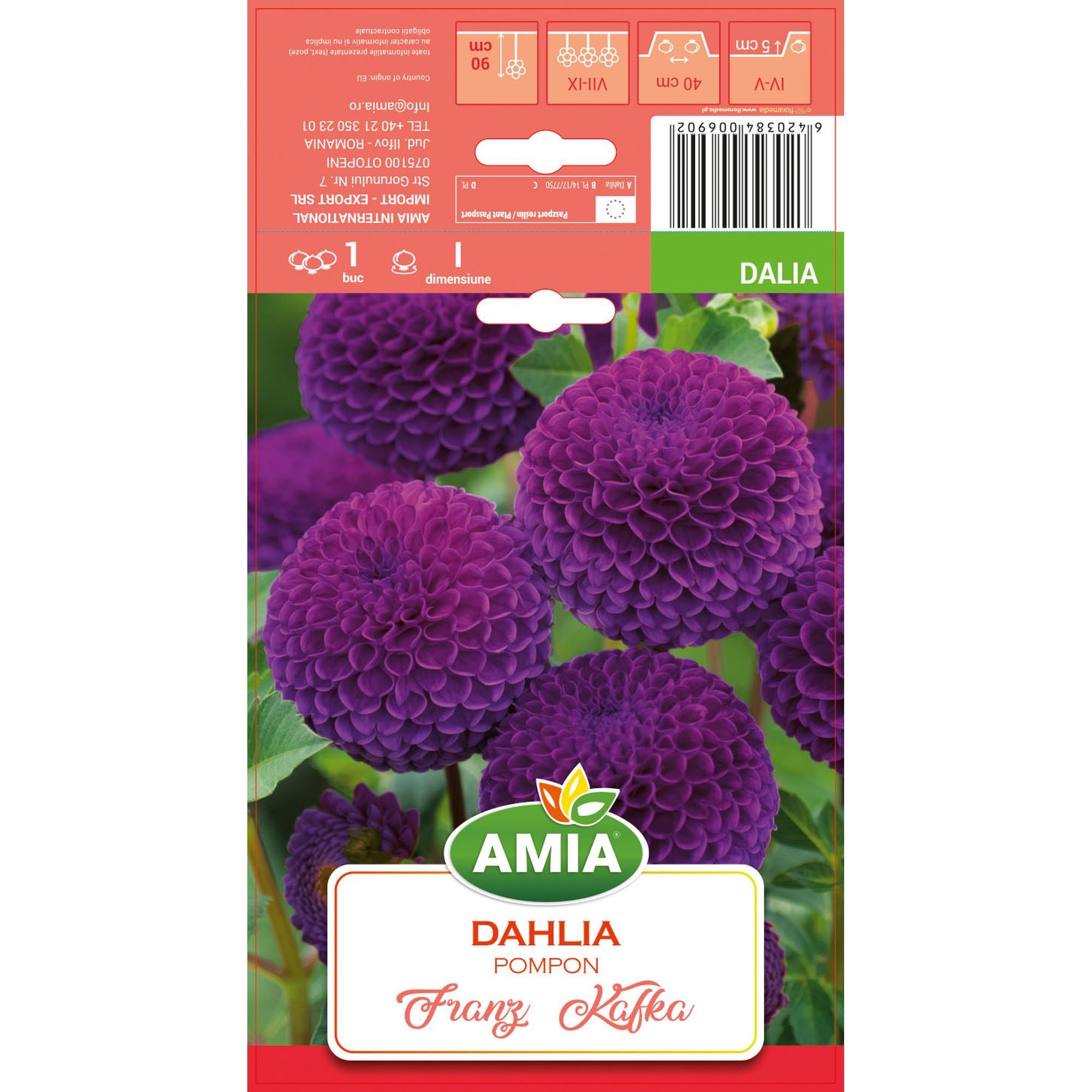Bulb dalie Amia, diverse culori