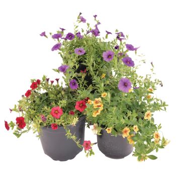 Cauti ghiveci exterior ? Avem 966 de produse - Leroy Merlin