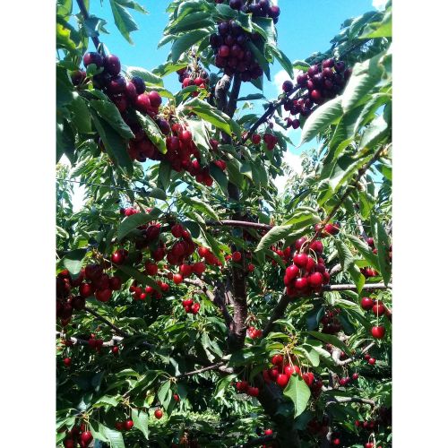 Pom fructifer cires Columnar Victoria, H 81-120 cm, rosu