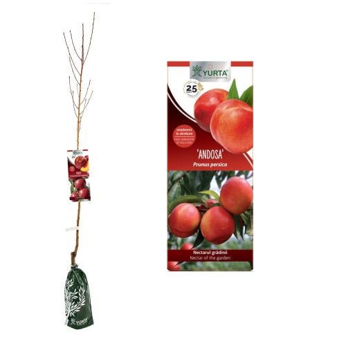 Pom fructifer nectarin Andosa, H 81-120 cm, portocaliu