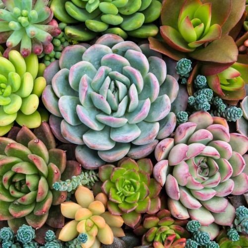 Plante suculente - Beneficii, Tipuri, Ingrijire | Leroy Merlin