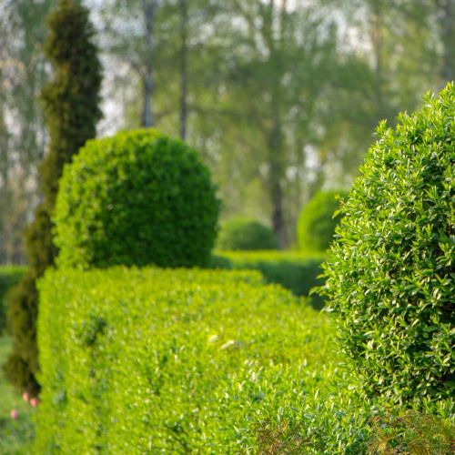 Copaci ornamentali cu crestere rapida (pentru curte)