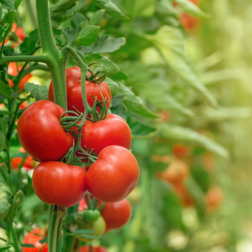 Plantarea rosiilor in gradina - Pregatire, Etape si Ingrijire | Leroy ...