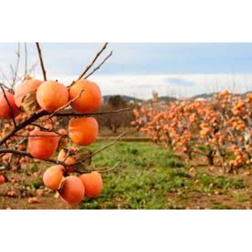 Pom fructifer curmal japonez Fuyu, H 81-120 cm, portocaliu/rosu