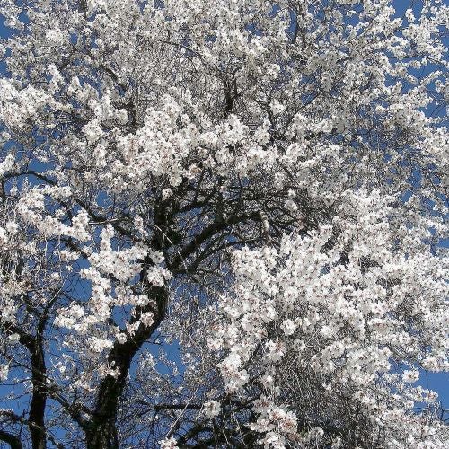 Pom fructifer migdal, H 121-150 cm, galben