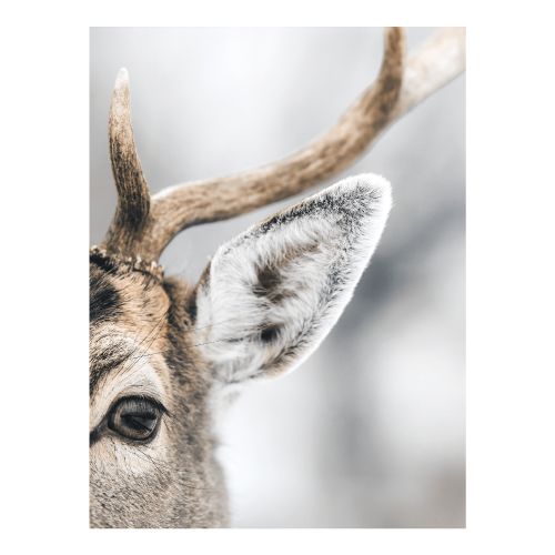 Poster imprimat Ochi de caprioara, 30 x 40 cm