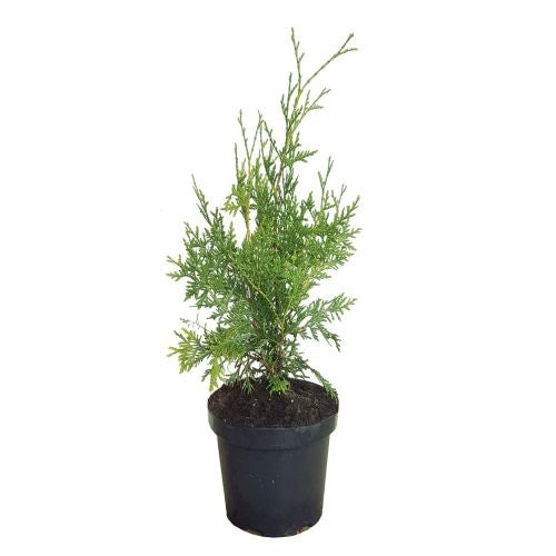 Conifere decorative diverse sortimente 3 l