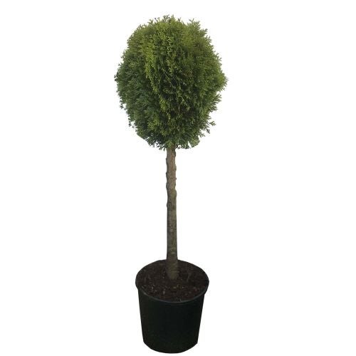 Mix conifere inaltime 100 cm, diverse culori