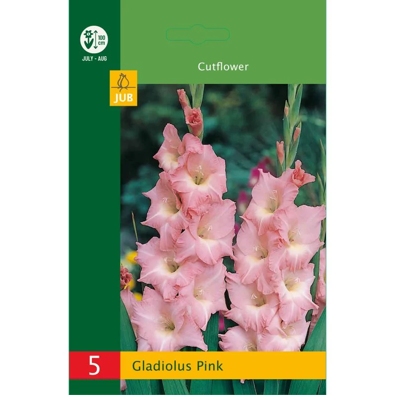 Bulbi gladiole roz