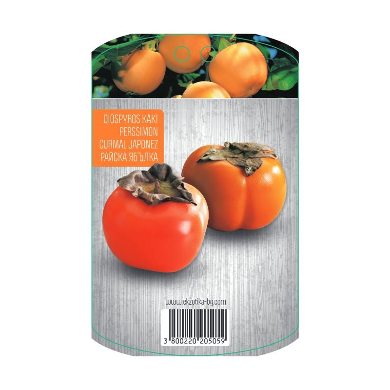 Pom fructifer curmal japonez, H 121-150 cm, portocaliu