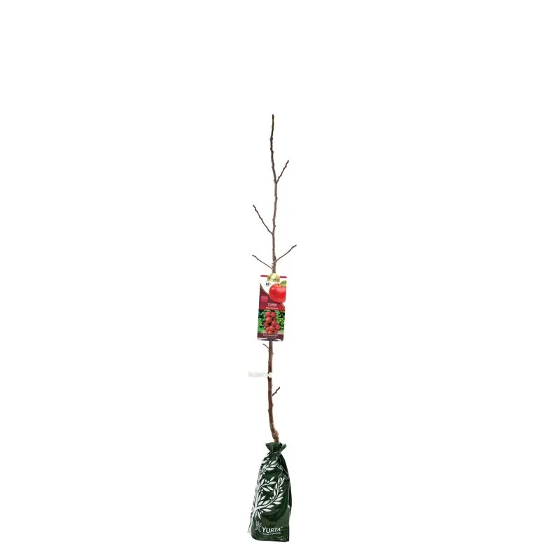 Pom fructifer mar Columnar Telamon, H 81-120 cm, rosu