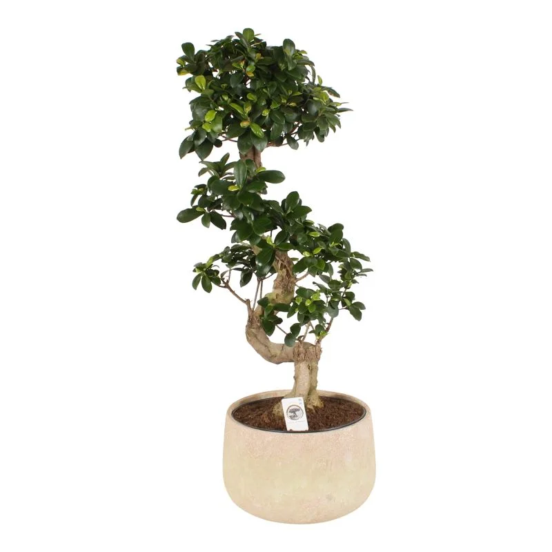 Planta verde Ficus Ginseng S-Shape, H > 60 cm, Ø ghiveci 25 cm, ghiveci ...