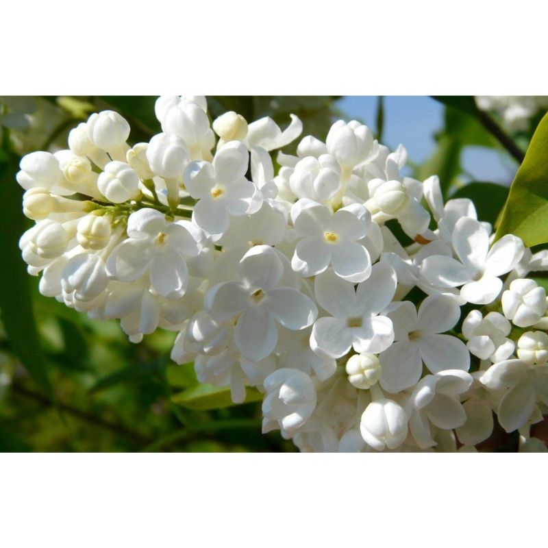Arbust ornamental cu flori, liliac, Syringa Vulgaris MME Florent ...
