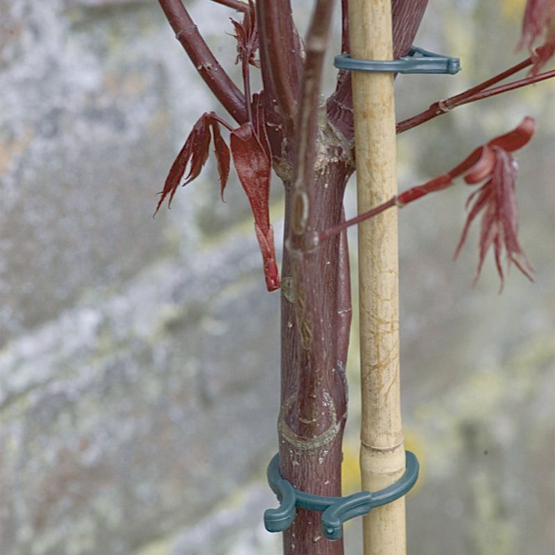 Set clipsuri pentru rosii Nortene, plastic, 24 bucati