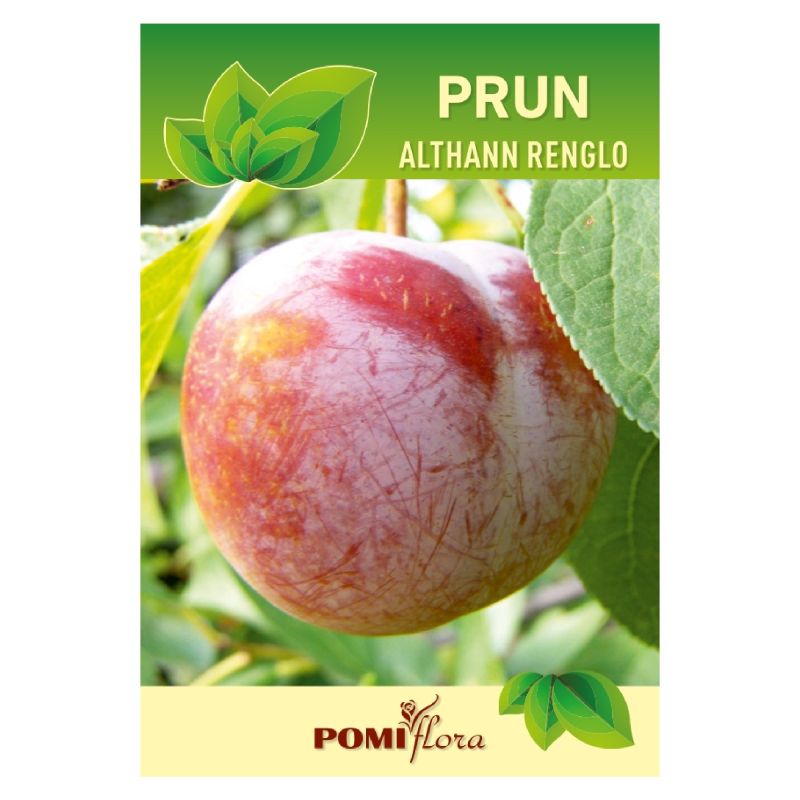 Pom fructifer prun Prunus Domestica, H 121-150 cm, albastru