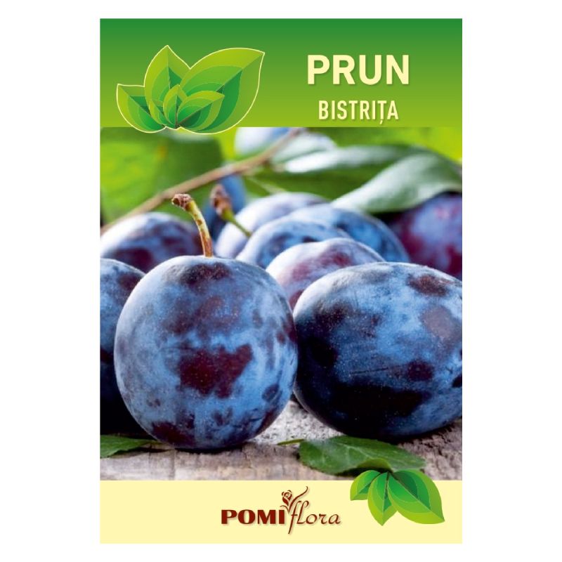 Pom fructifer prun Prunus Domestica, H 121-150 cm, albastru