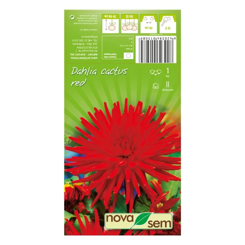 Bulb dalie Cactus, rosie