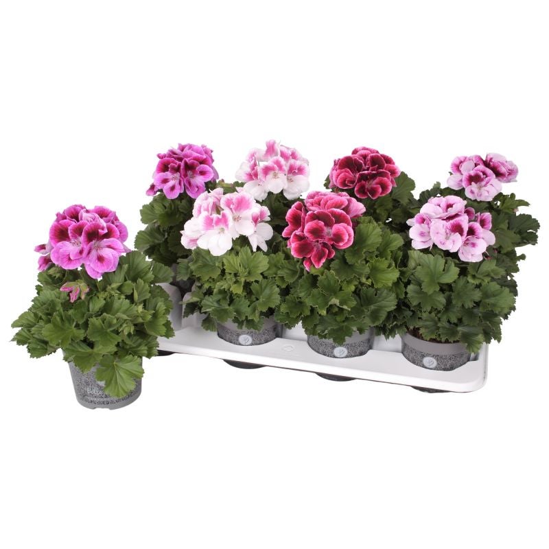 Planta de exterior cu flori, Muscata Bella Donna, H