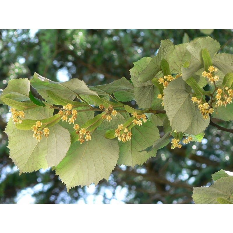 Arbust ornamental Tei argintiu, inaltime 60+ cm