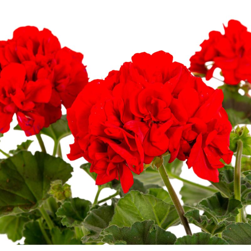 Planta de exterior cu flori Pelargonium Zonale (Muscata), H