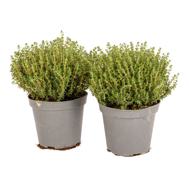 Cimbru, planta aromatica la ghiveci