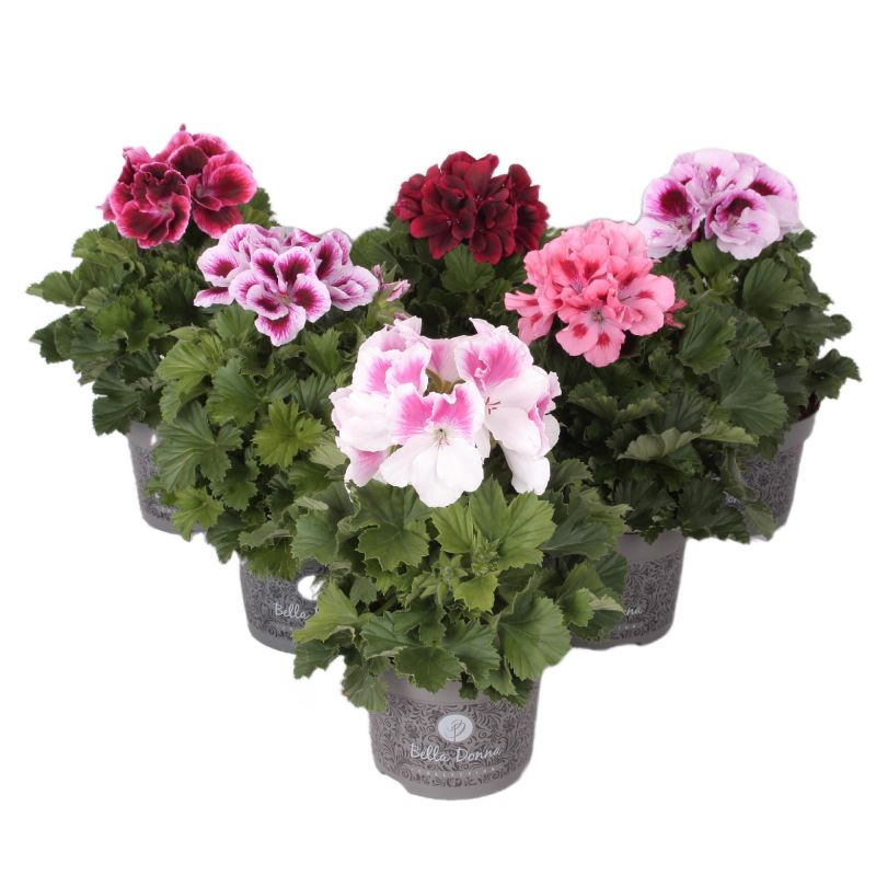 Planta de exterior cu flori, Muscata Bella Donna, H