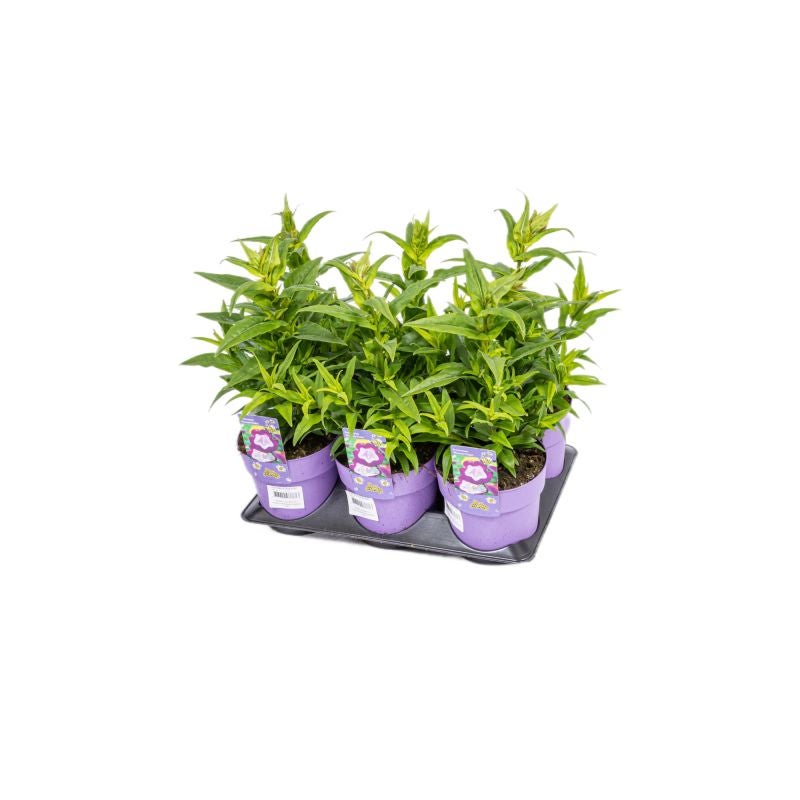 Planta de exterior cu flori, Penstemon Phoenix, H