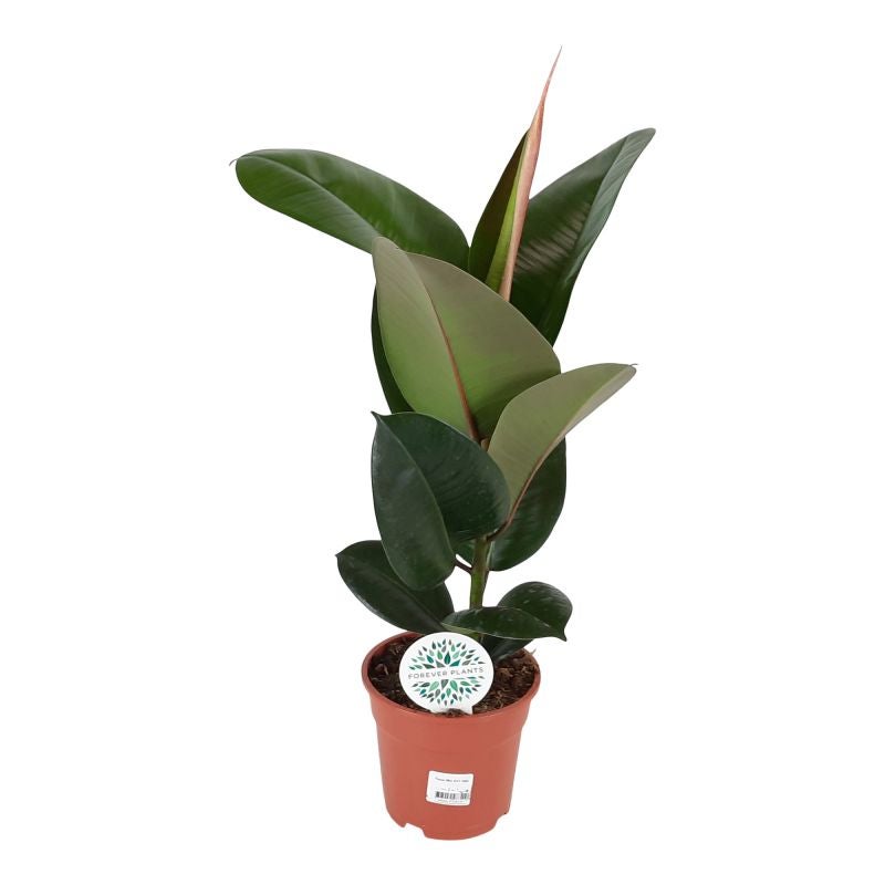 Planta verde exterior Ficus, H 65 cm, Ø ghiveci 17 cm