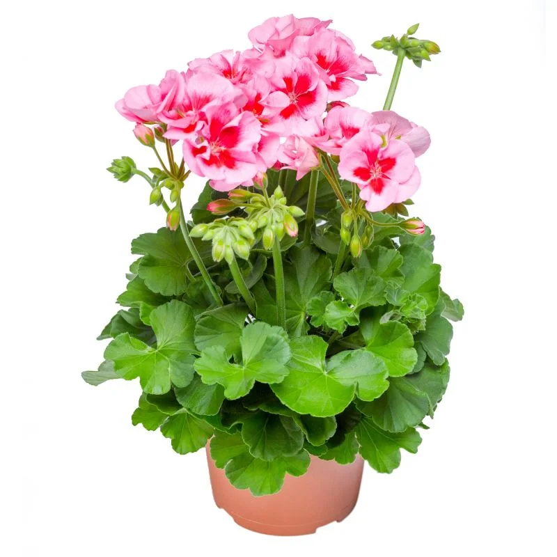 Planta cu flori Muscata, Ø ghiveci 12 cm, roz