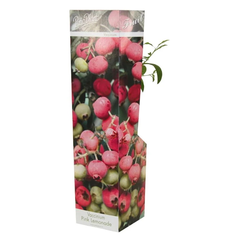 Butasi afin vaccinium pink lemon