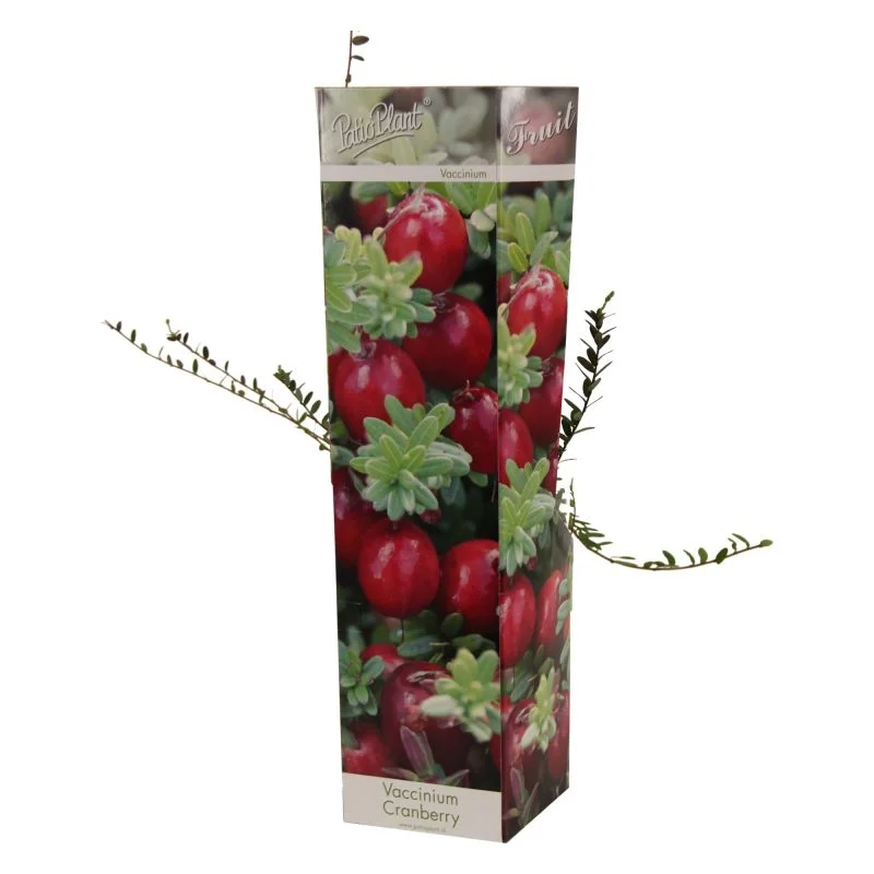 Butasi afin vaccinium marcocarpon