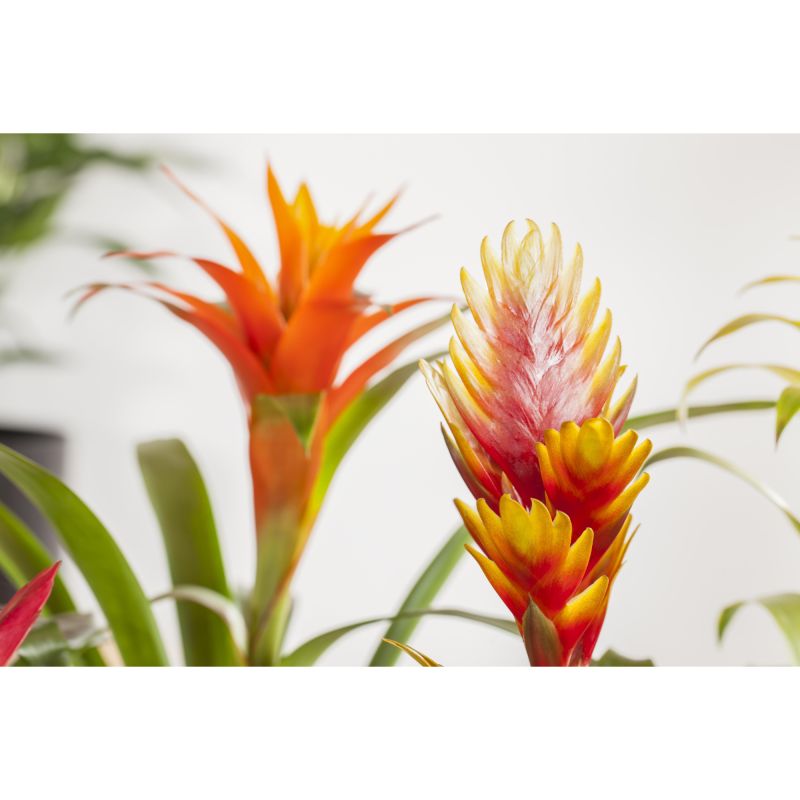 Planta cu flori, Bromelia Cupcake, H 31 - 45 cm, Ø ghiveci 12 cm ...