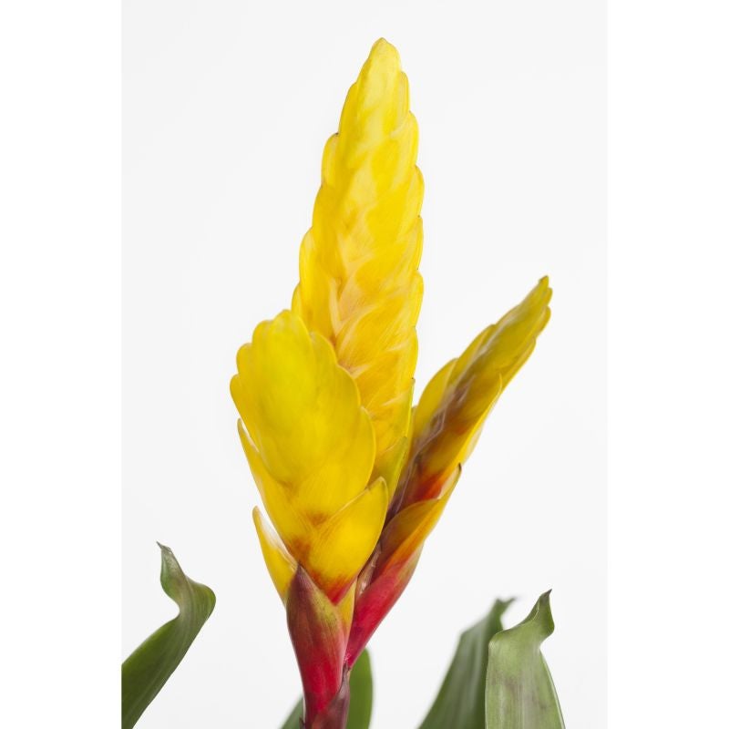 Planta cu flori, Bromelia Cupcake, H 31 - 45 cm, Ø ghiveci 12 cm ...