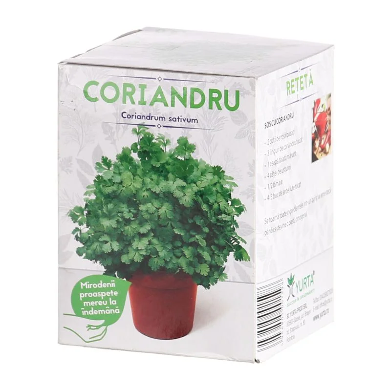 Set de cultivare in ghiveci, soi de coriandru, Coriandrum sativum