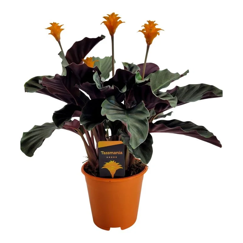 Planta cu flori, Calathea Crocata, inaltime 31 - 45 cm, Ø ghiveci 14 cm ...