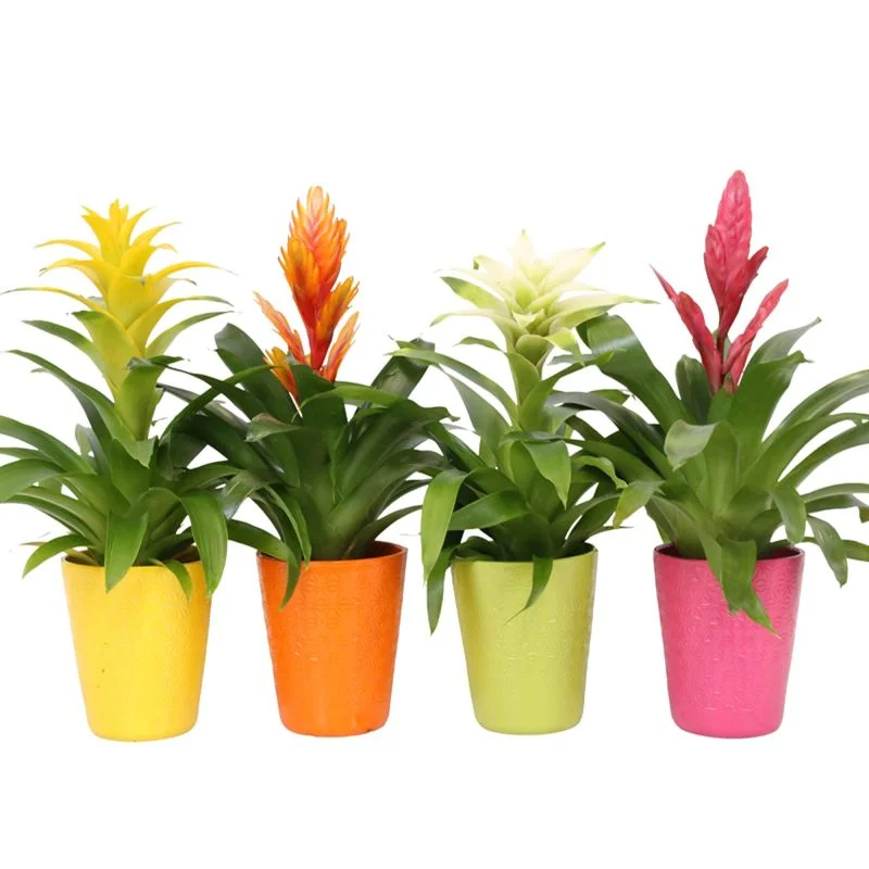 Planta cu flori, Bromelia Cupcake, H 31 - 45 cm, Ø ghiveci 13 cm ...